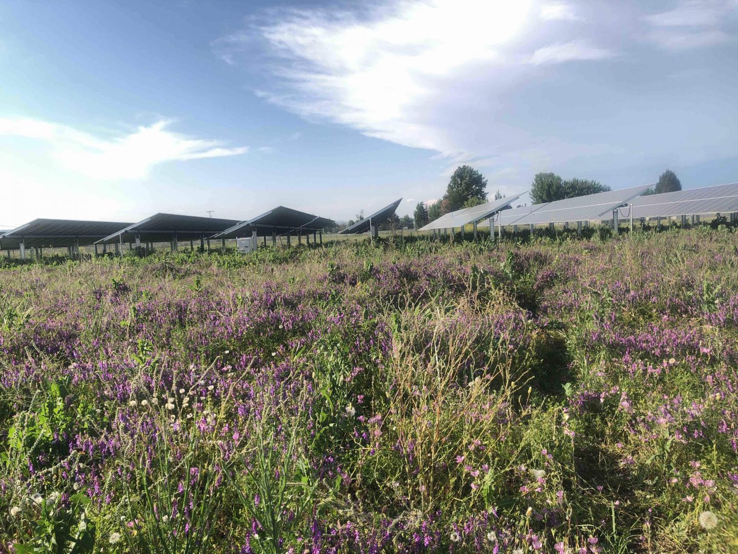 Pollinator-focused solar parks | College of Agricultural Sciences